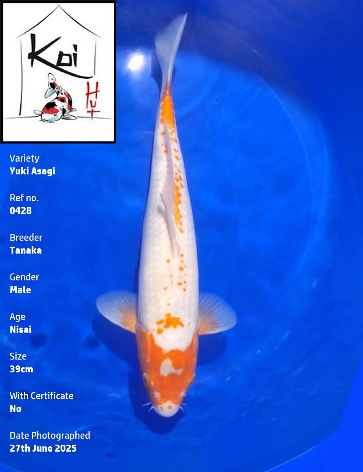 Yuki Asagi Nisai 43cm for Sale | Tanaka Japanese Koi UK | Koi Hut
