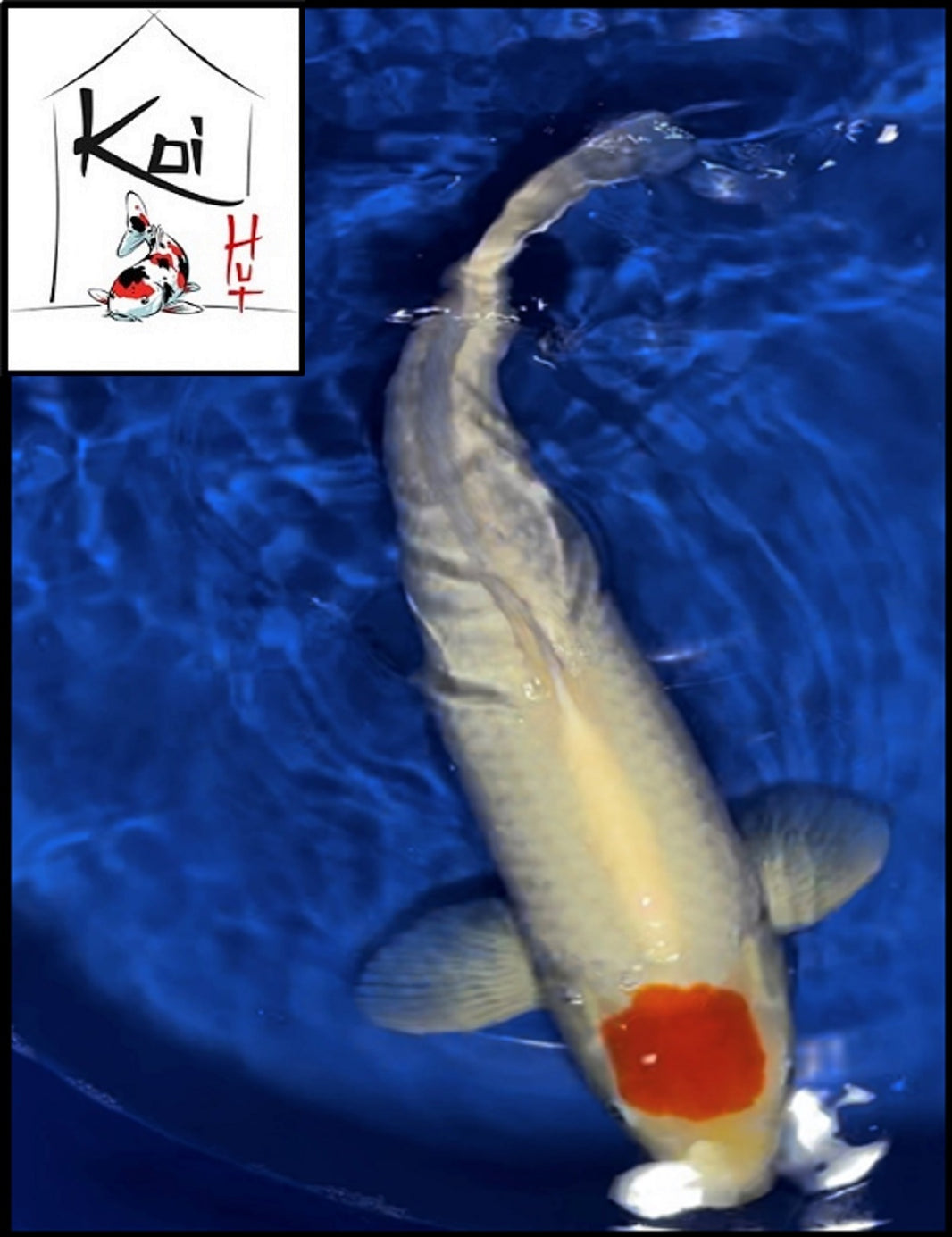 The Koi Hut Shop. Japanese Koi Carp and Dry Goods for your pond.