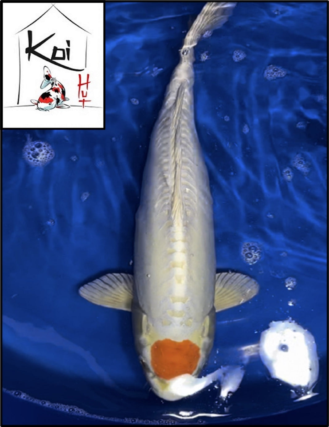 The Koi Hut Shop. Japanese Koi Carp and Dry Goods for your pond.