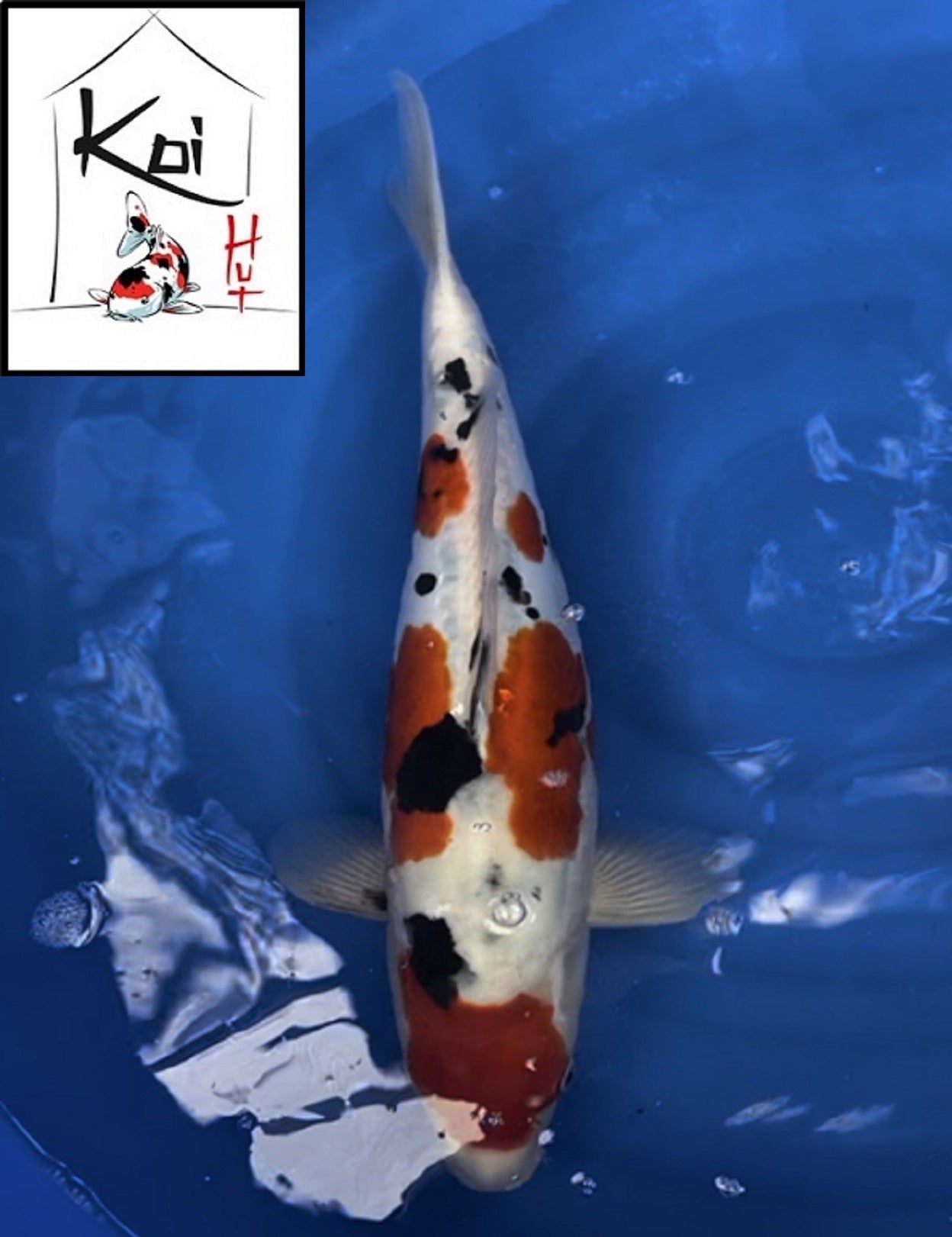 Koi Carp – Koi Hut