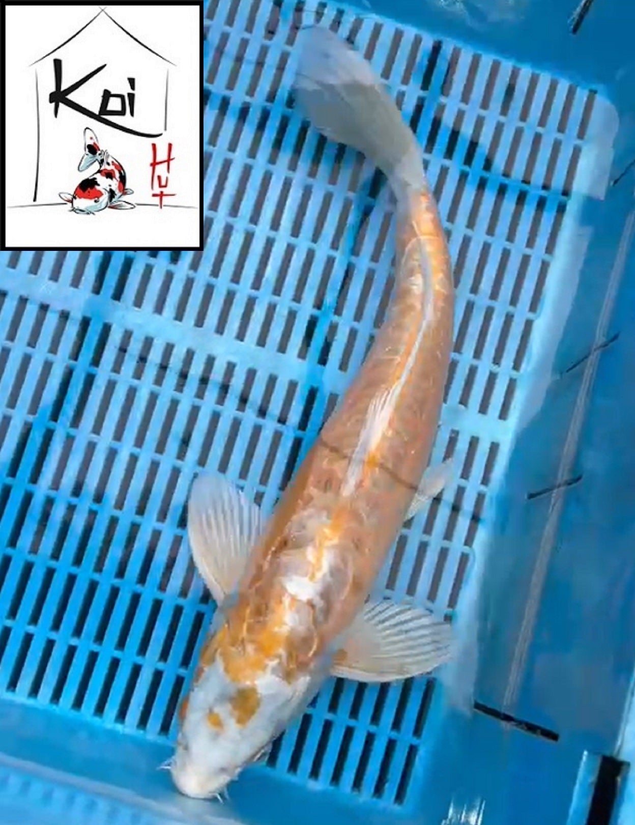 0065 - Doitsu Lemon Hariwake [Ozumi Ikarashi] – Koi Hut