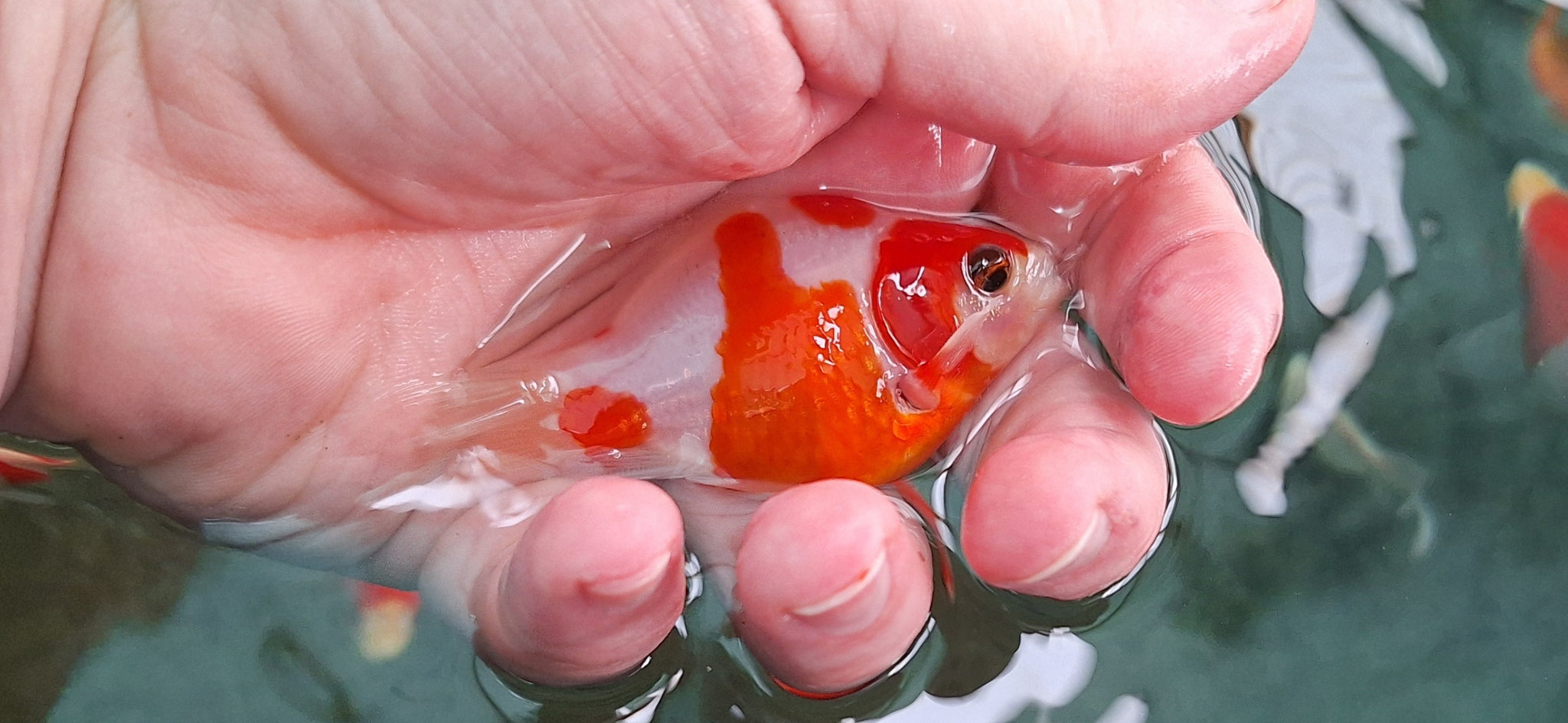 Yamasan Tamasaba Goldfish – Koi Hut