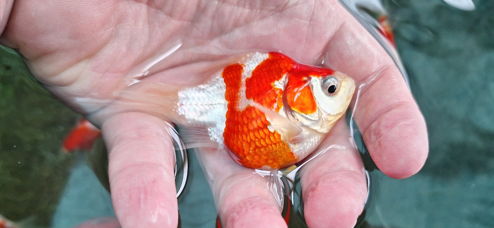 Yamasan Tamasaba Goldfish – Koi Hut