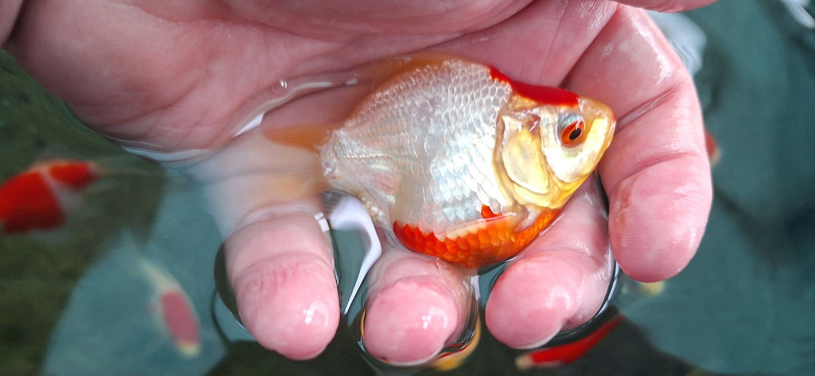 Yamasan Tamasaba Goldfish – Koi Hut